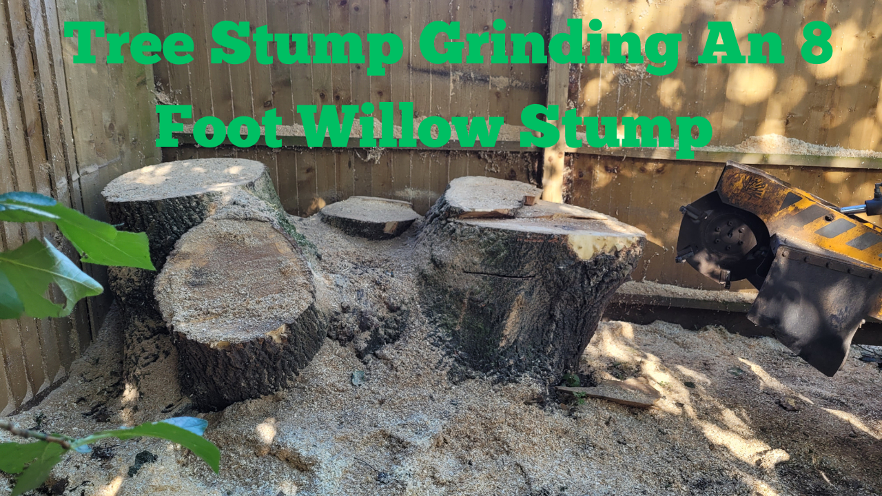 Tree stump grinding a willow stump